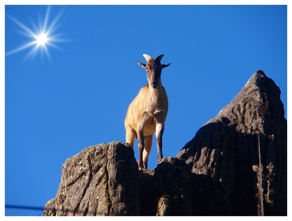 Bergziege Foto & Bild | tiere, zoo, wildpark & falknerei, natur Bilder ...