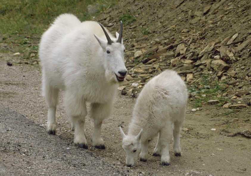 Bergziege mit Jungem Foto & Bild | tiere, natur Bilder auf fotocommunity