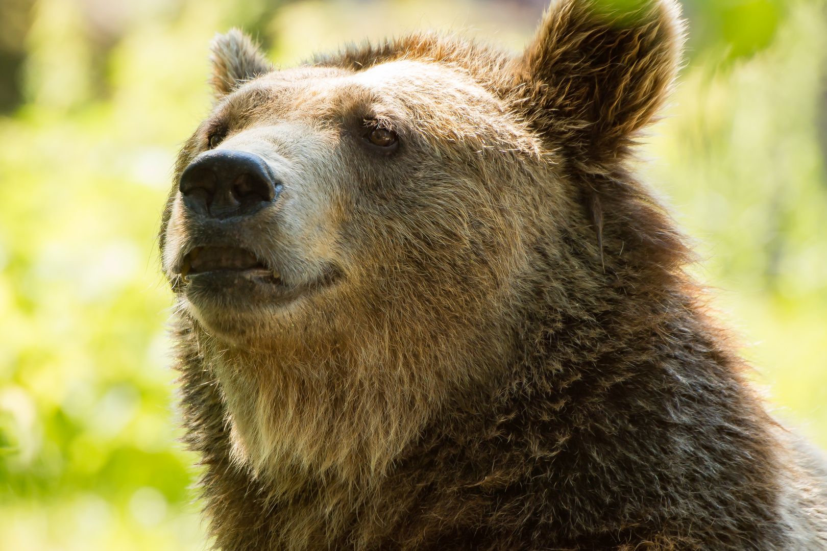 Berliner Bär Foto & Bild | deutschland, europe, stillleben Bilder auf ...