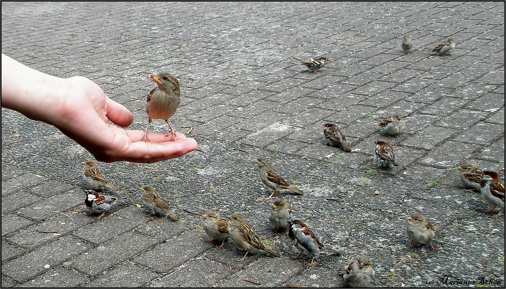 *Berliner Spatzen* Foto & Bild | natur, olympus, sperlinge Bilder auf ...