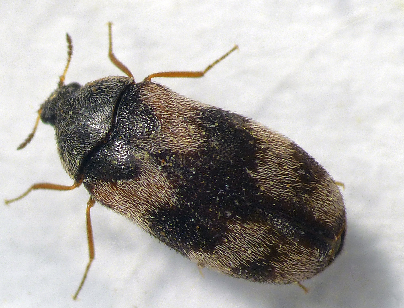 "Berlinkäfer" (Trogoderma angustum) Foto & Bild | tiere, wildlife ...