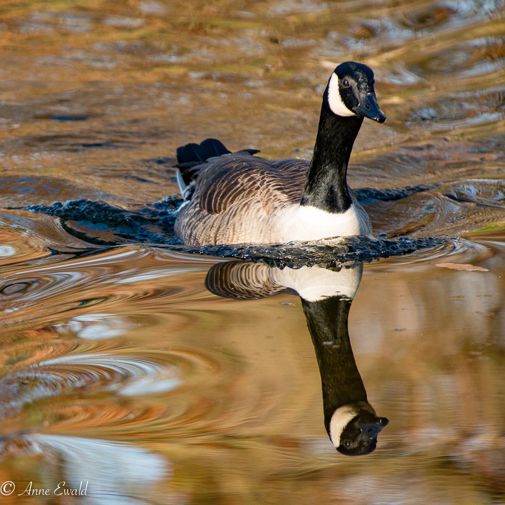 Bernache du canada photo et image | nature, animaux, sauvages Images ...
