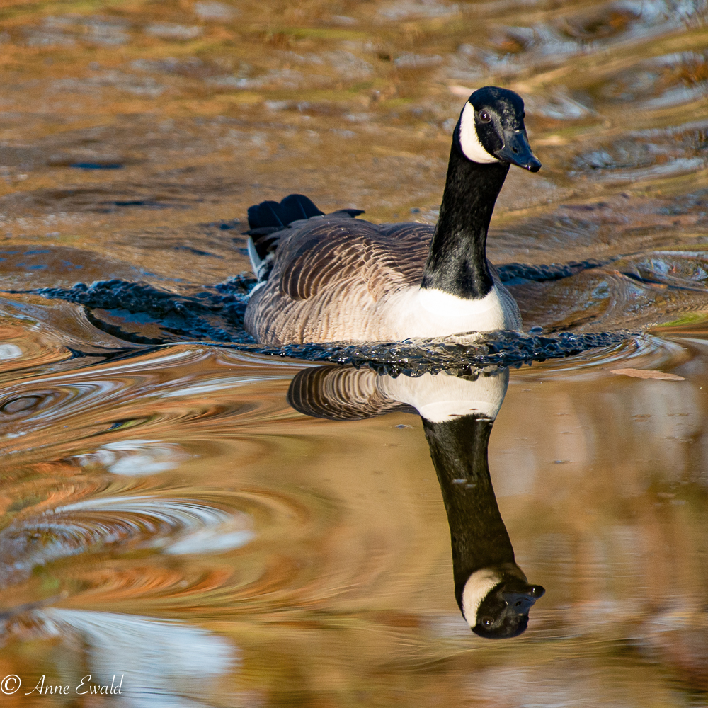 Bernache du canada photo et image | nature, animaux, sauvages Images ...