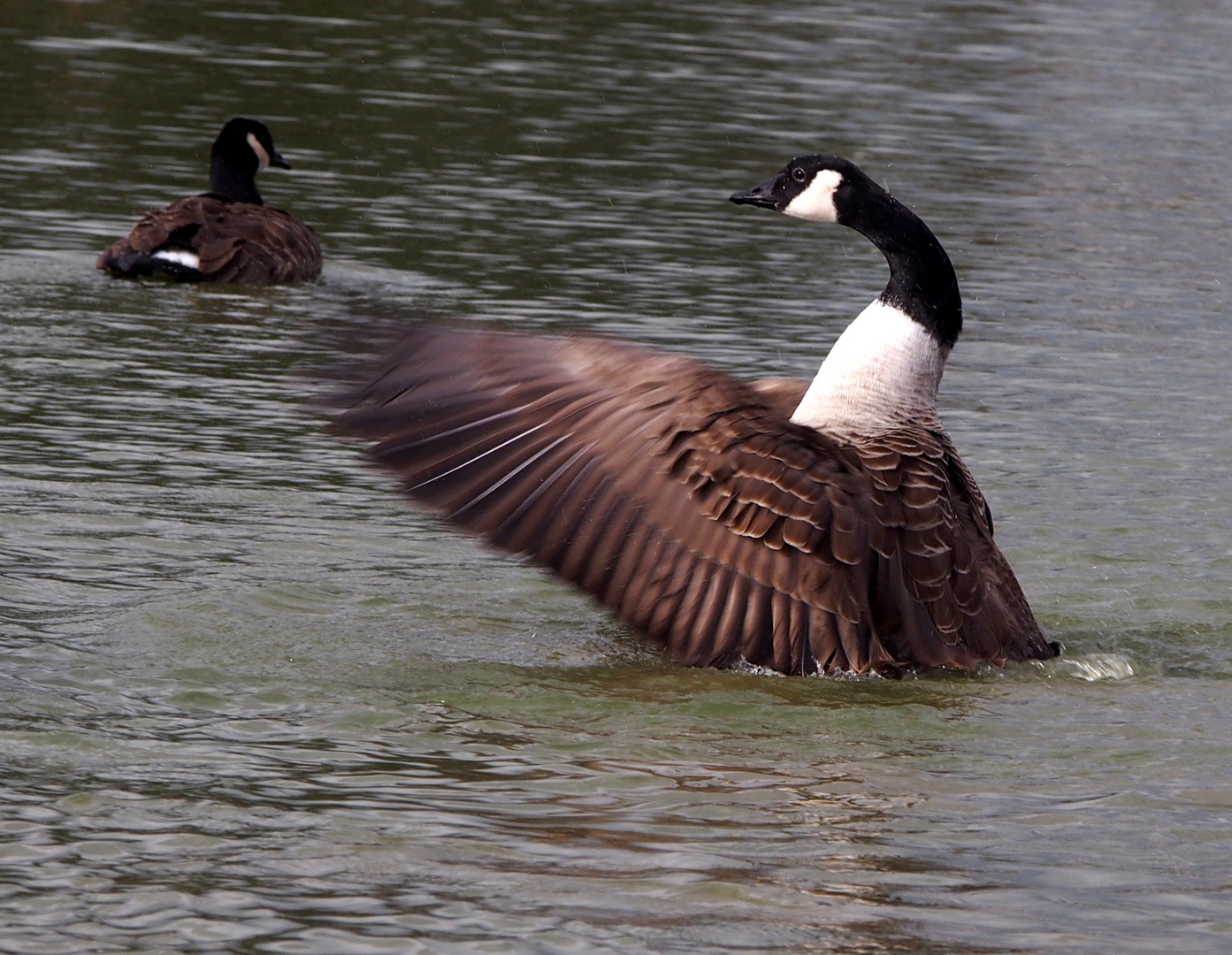 Bernache du Canada photo et image | animaux, animaux sauvages, oiseaux ...
