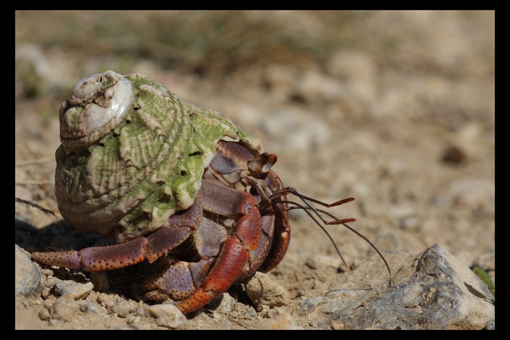 Bernard l'hermite photo et image | animaux, poissons mollusques ...