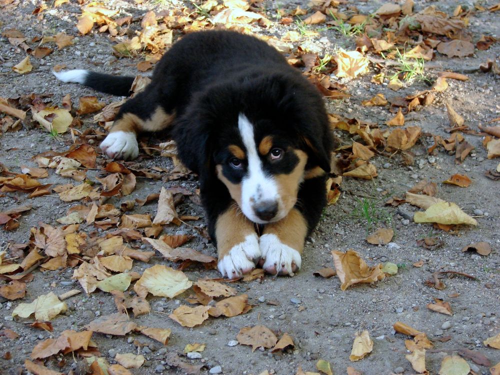 Berner-Baby im Wald Foto & Bild | wald, hunde, natur Bilder auf ...