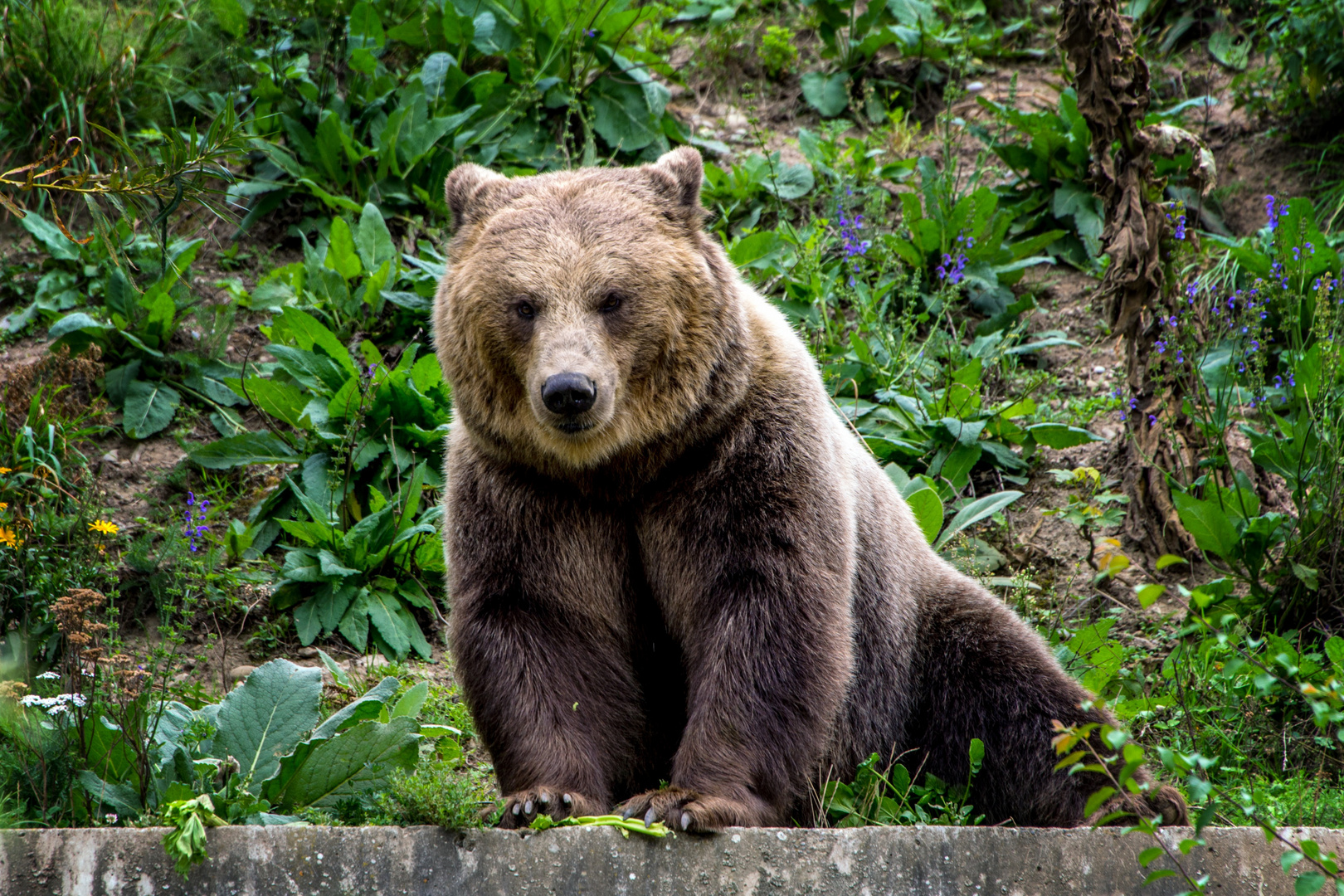 Berner Bären Foto & Bild | tiere, wildlife, zoo, wildpark & falknerei ...