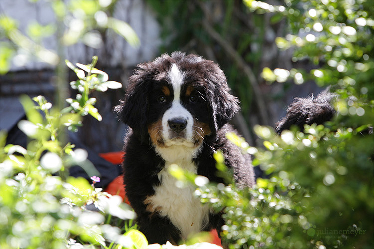 Berner Sennen Foto & Bild | tiere, haustiere, hunde Bilder auf ...