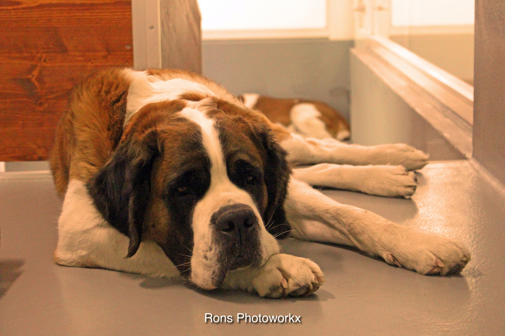 Bernhardiner in der Foundation Barry in Martigny, Schweiz Foto & Bild ...