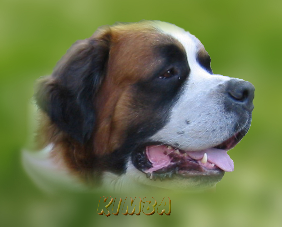 Bernhardiner-Portrait Foto & Bild | tiere, haustiere, hunde Bilder auf ...