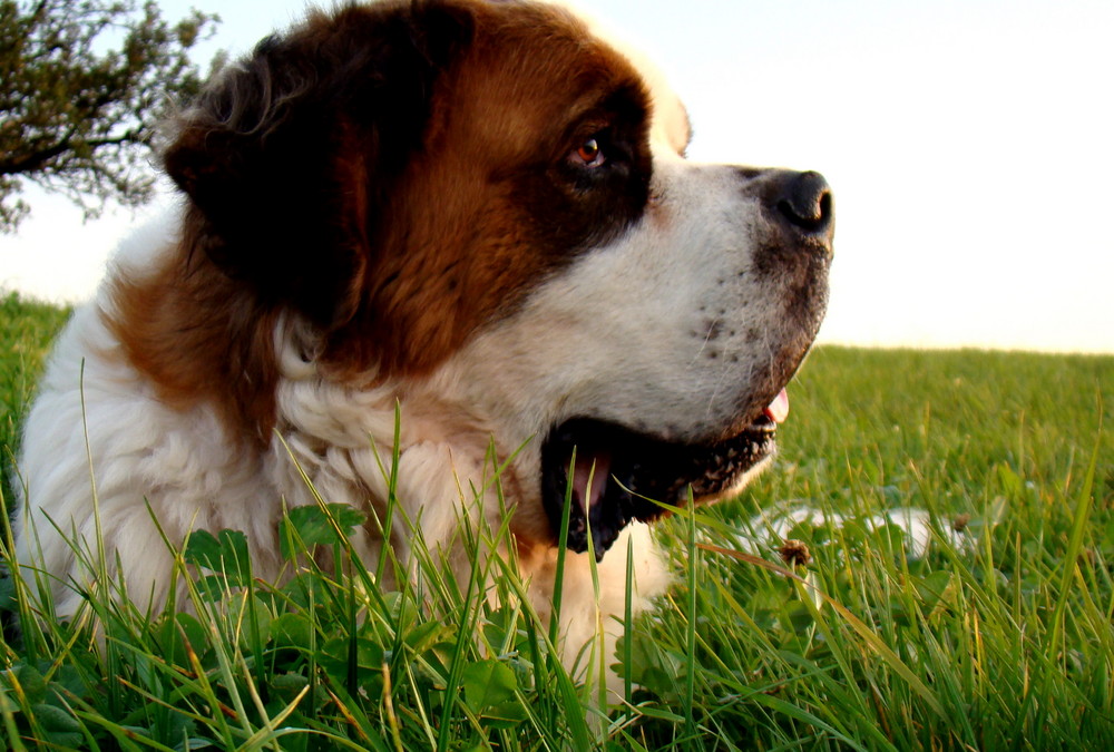 Bernhardiner -Profil Foto & Bild | tiere, haustiere, hunde Bilder auf ...