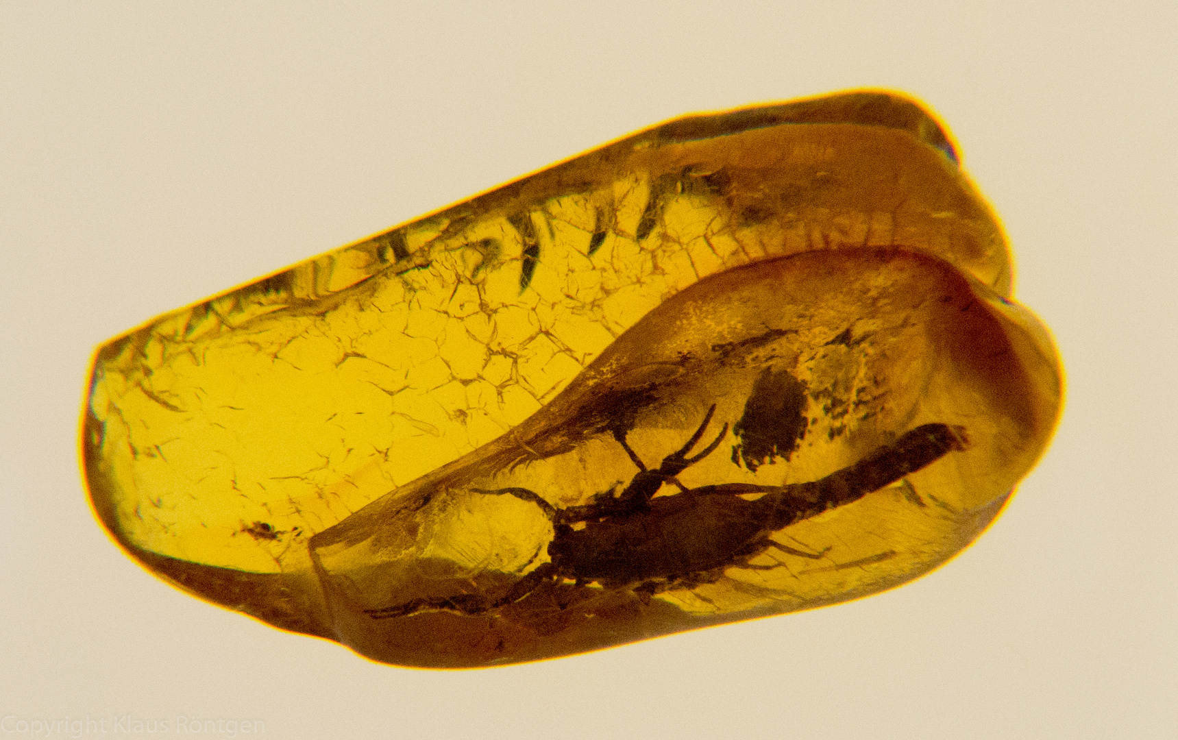 Bernstein mit Einschluß Foto & Bild | sonstiges, fossilien & präparate ...