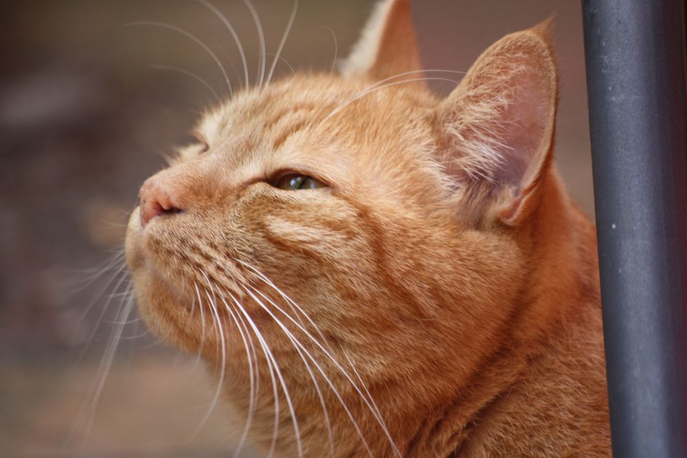Berti der Träumer Foto & Bild | tiere, haustiere, katzen Bilder auf ... Berti der Träumer Foto & Bild | tiere, haustiere, katzen Bilder auf ...