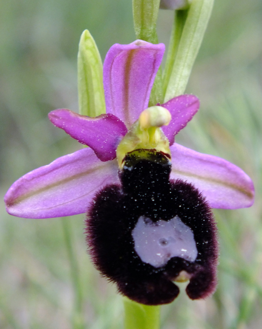 Bertolonis Ragwurz (Ophrys bertolonii subsp. benacensis) Foto & Bild ...