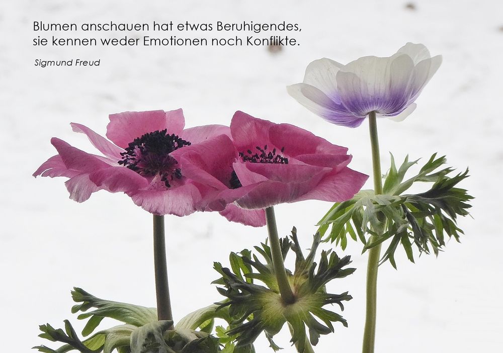 Beruhigung Foto & Bild | blumen, karten, anemone Bilder auf fotocommunity