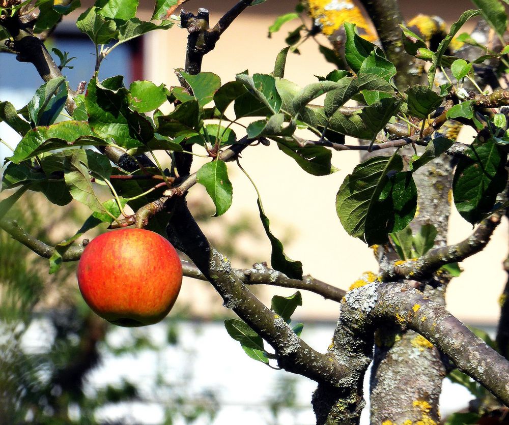 Bescheidene Ernte Foto & Bild | september, apfel, herbst Bilder auf ...