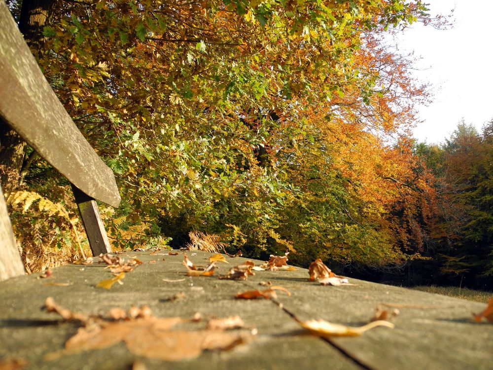 Besetzt Foto & Bild | landschaft, jahreszeiten, herbst Bilder auf fotocommunity