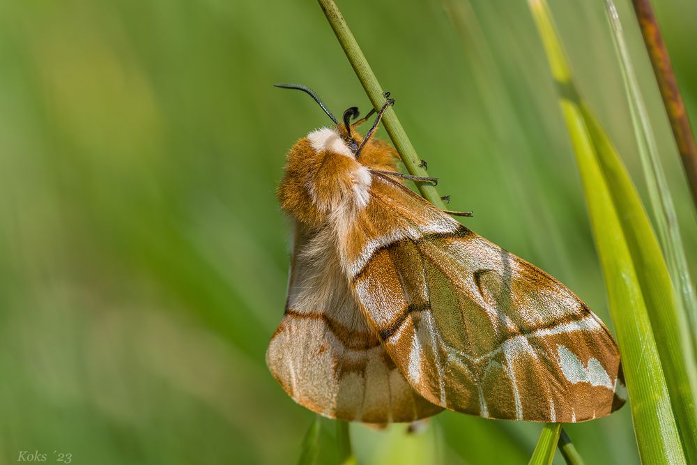 Besonderer Falter Foto & Bild | tiere, wildlife, schmetterlinge Bilder ...