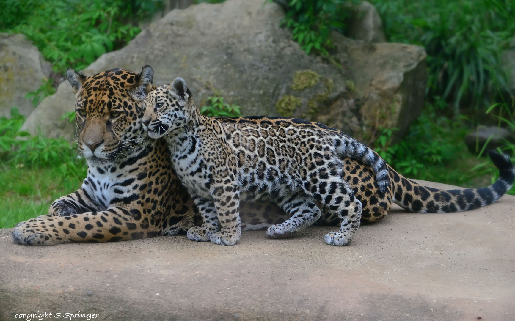 Bess mit einem Ihrer kleinen ...:-) Foto & Bild | natur, zoo, raubtiere ...