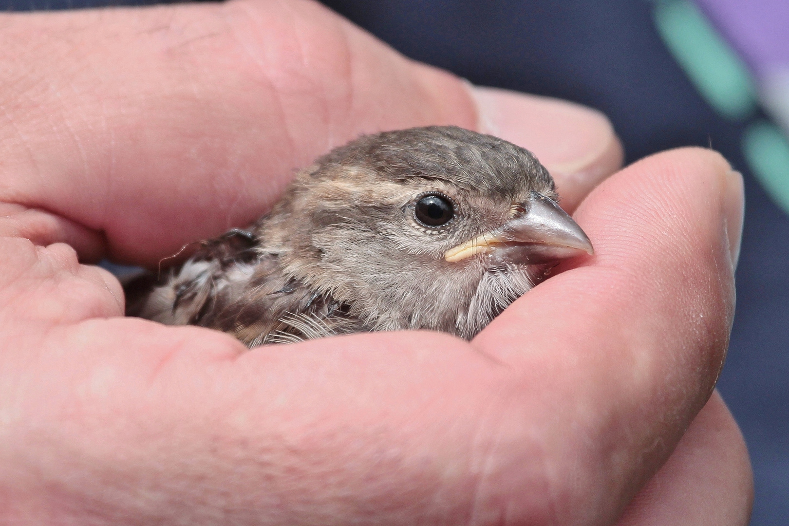 Besser ein Spatz in der Hand ... Foto & Bild | tiere, tier und mensch ...