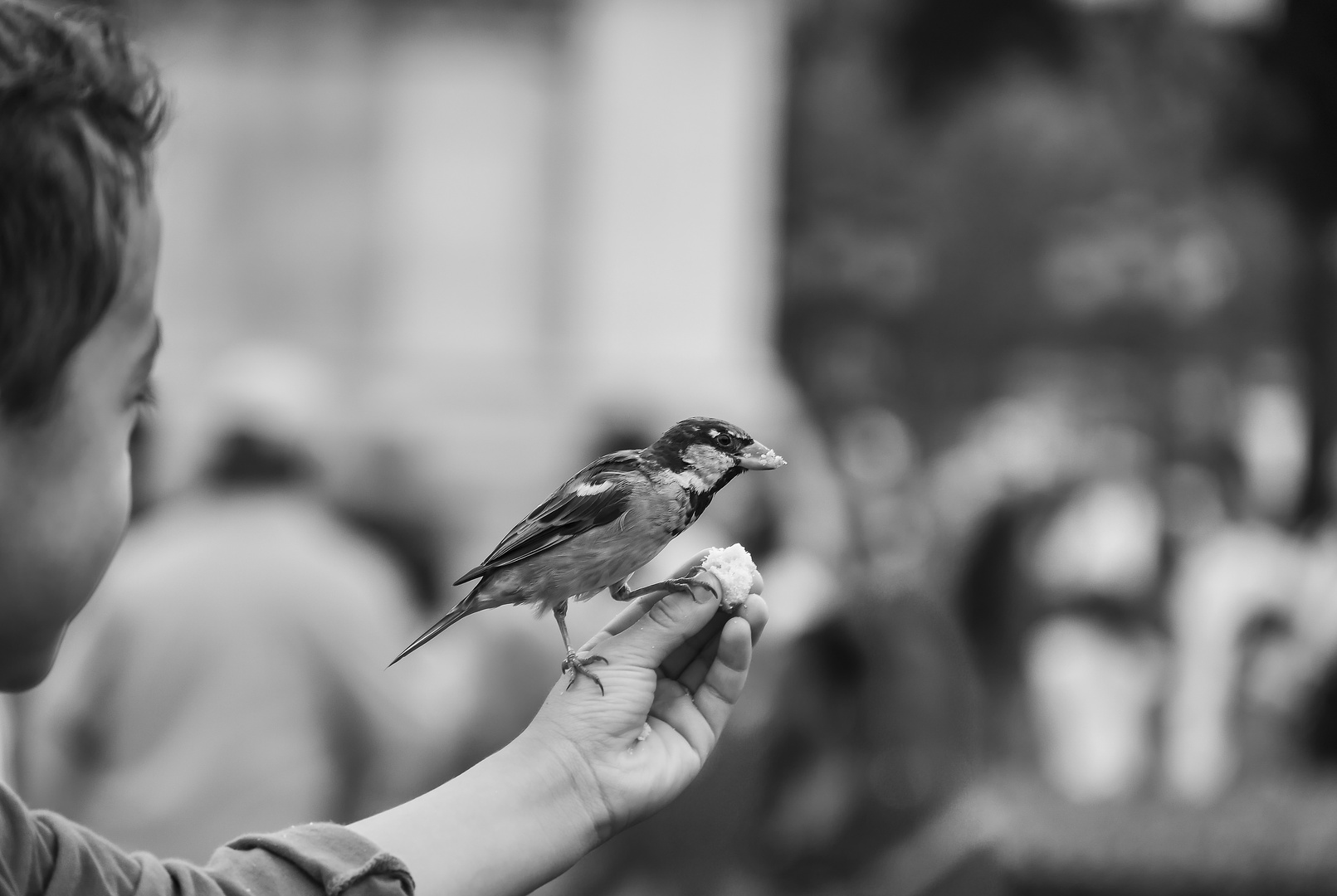 Besser ein Spatz in der Hand als eine Taube auf dem Dach Foto & Bild ...