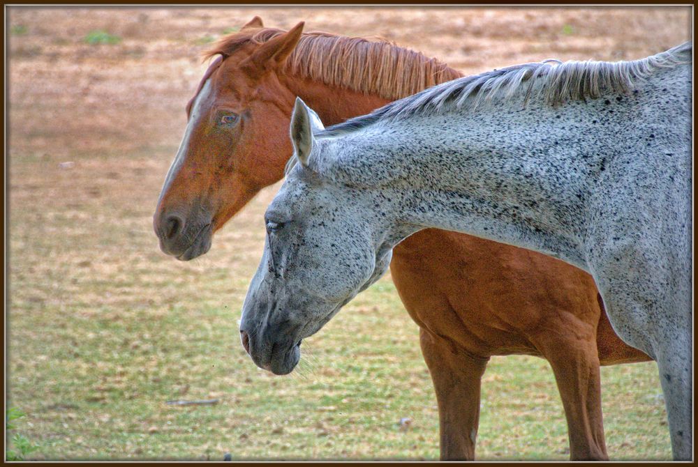 Best of friends Foto & Bild | tiere, haustiere, pferde, esel, maultiere ...