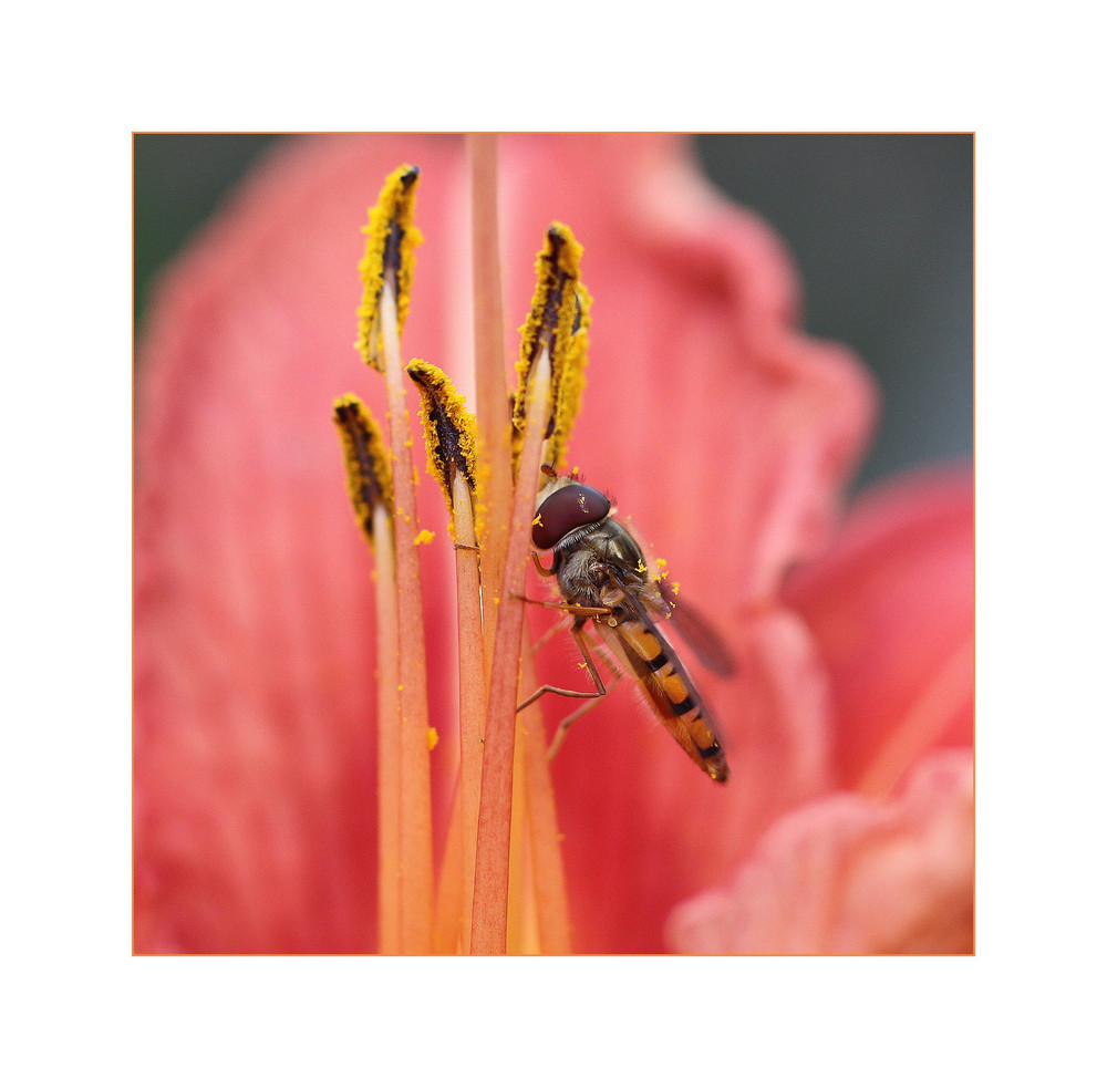 bestäubung... Foto & Bild | tiere, wildlife, insekten Bilder auf ...