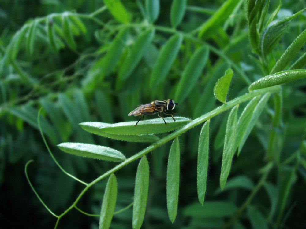 bestiole photo et image | animaux, nature Images fotocommunity