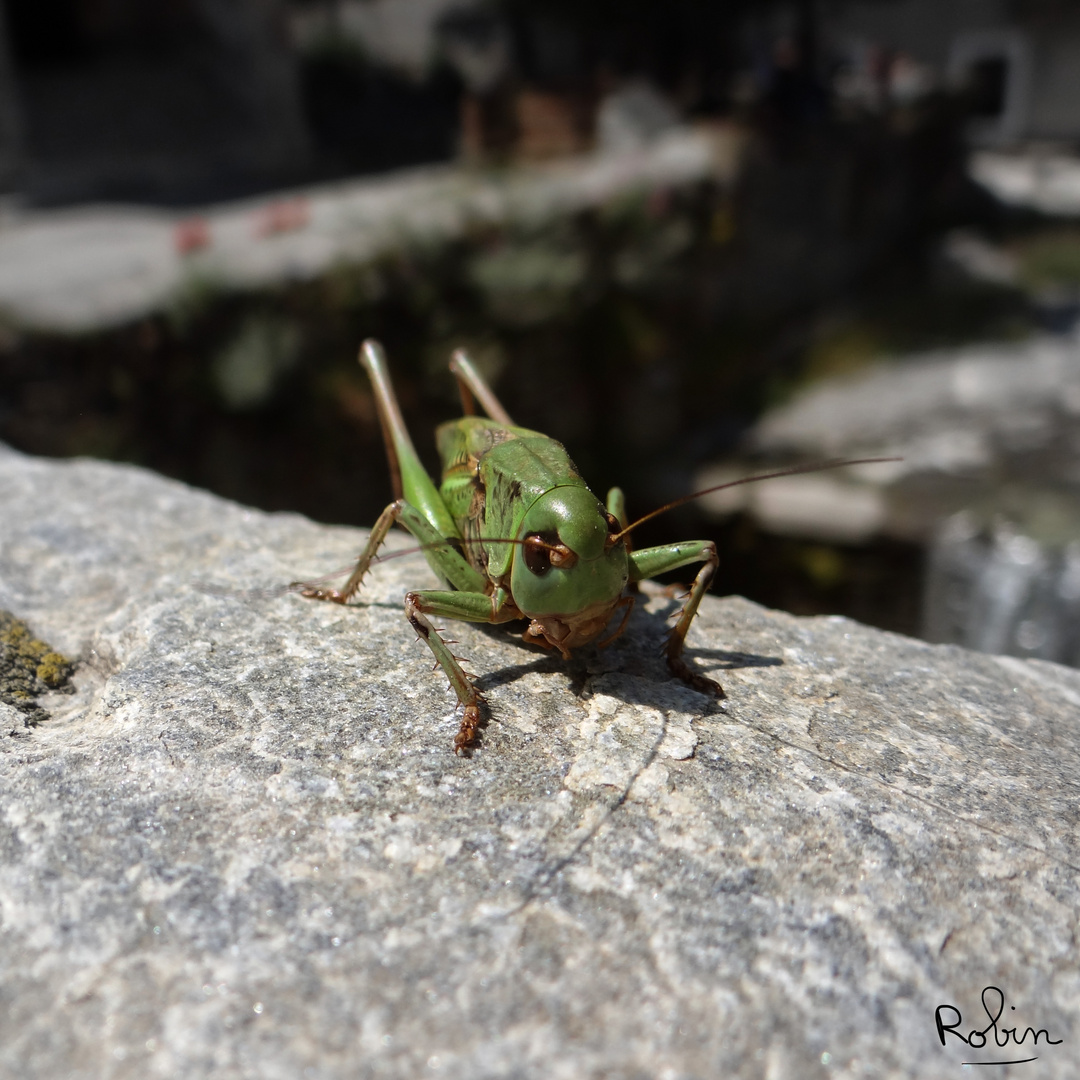 Bestiole verte... photo et image | macro nature, macro insectes ...
