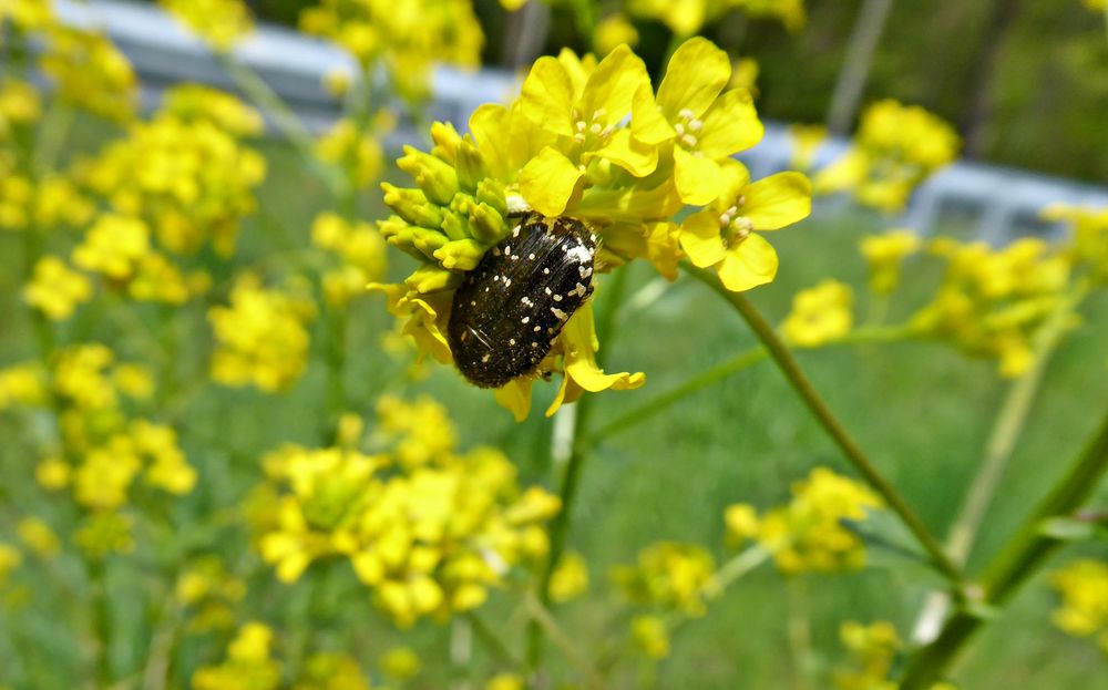 Besuch auf dem Raps Foto & Bild | tiere, wildlife, insekten Bilder auf ...