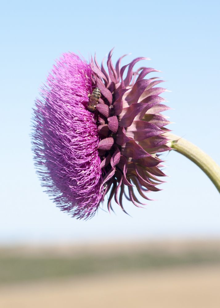 Besuch auf der Distel Foto & Bild | pflanzen, pilze & flechten, blüten ...