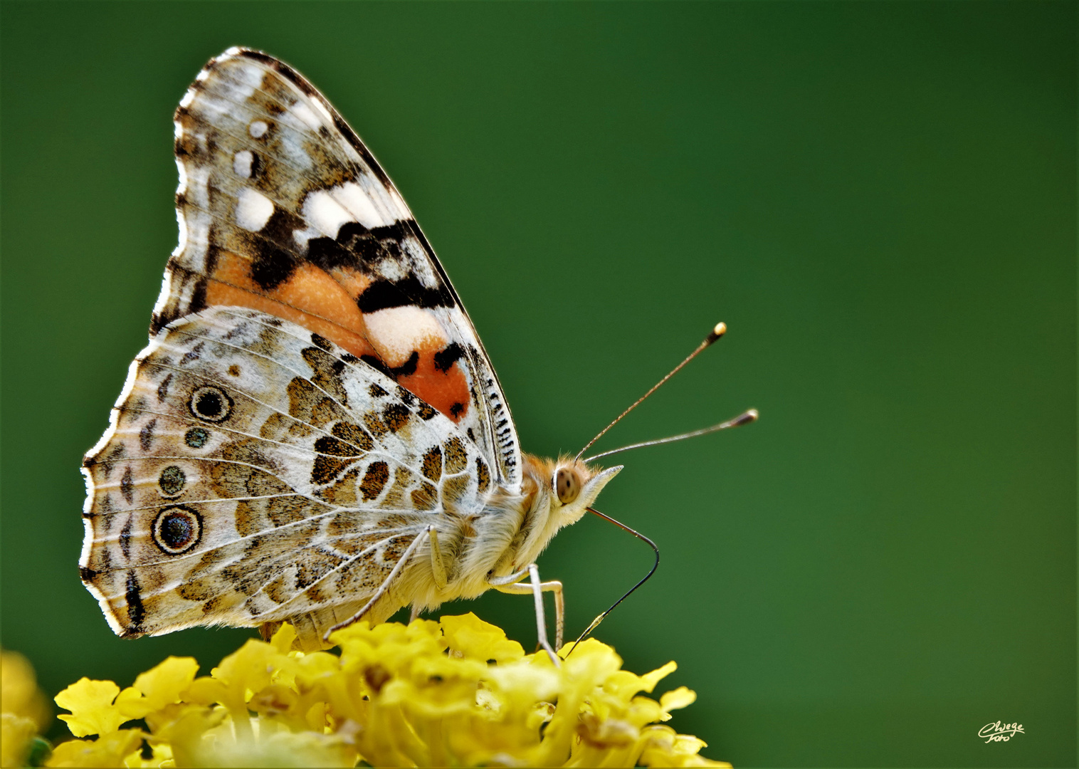 Besuch auf meinem Balkon. Foto & Bild | tiere, wildlife, schmetterlinge ... Besuch auf meinem Balkon. Foto & Bild | tiere, wildlife, schmetterlinge ...