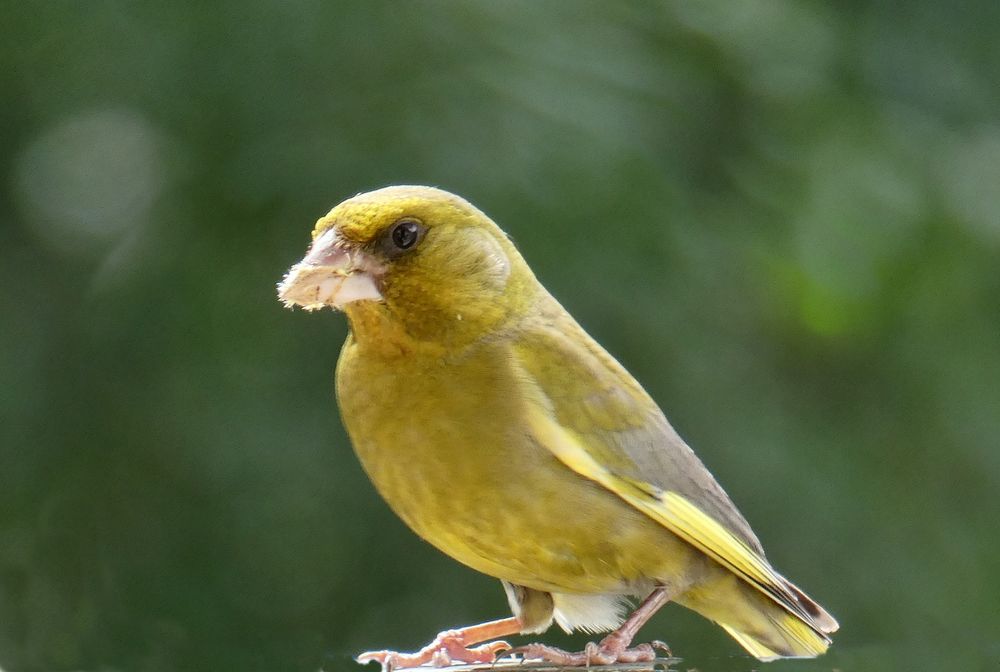 Besuch auf meinem Balkon Foto & Bild | natur, tiere, vögel Bilder auf ... Besuch auf meinem Balkon Foto & Bild | natur, tiere, vögel Bilder auf ...