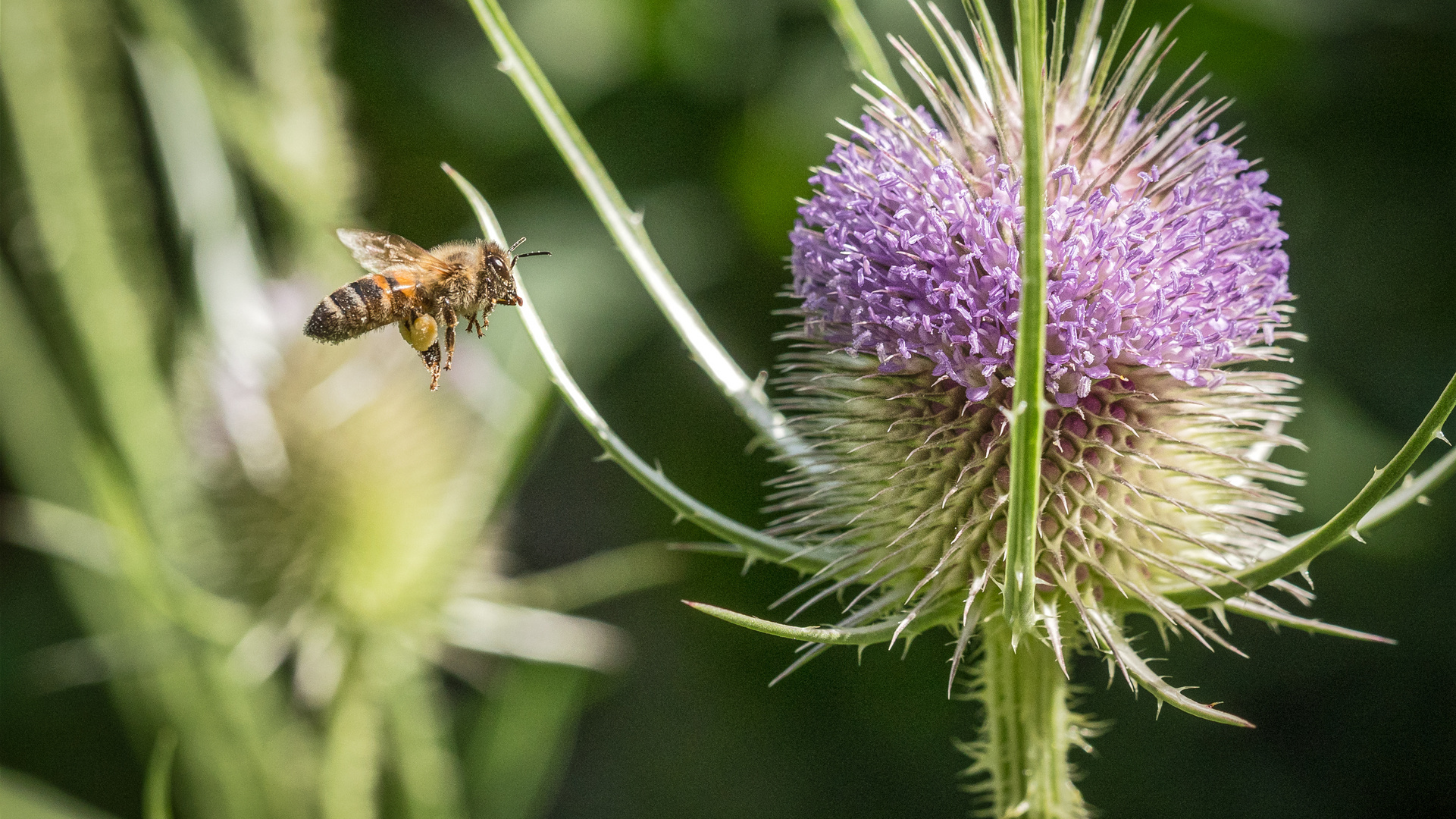 Besuch bei wilder Karde Foto & Bild | jahreszeiten, sommer, natur ...