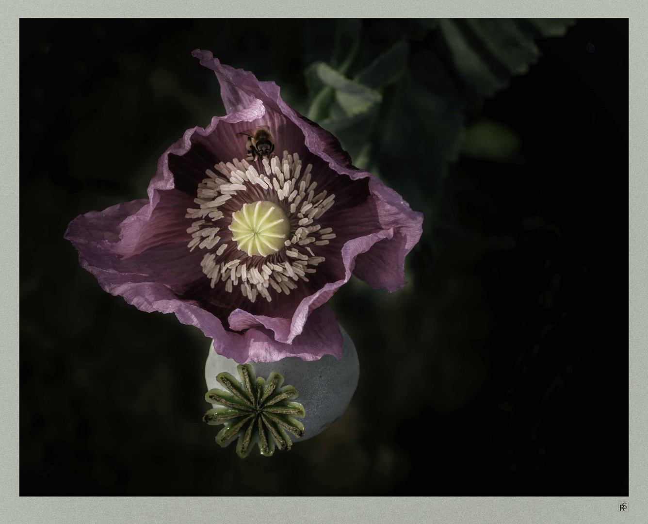 Besuch beim lila Mohn Foto & Bild | outdoor, makro, lila Bilder auf ...