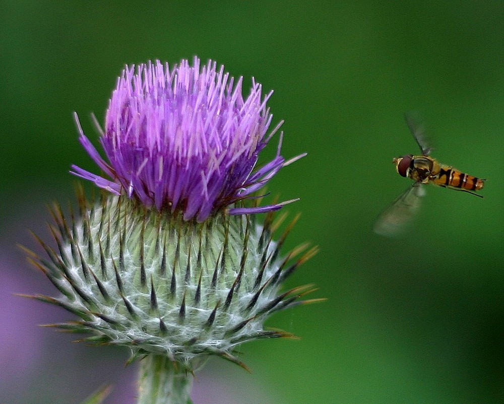 Besuch der Distel Foto & Bild | pflanzen, pilze & flechten, blüten ...