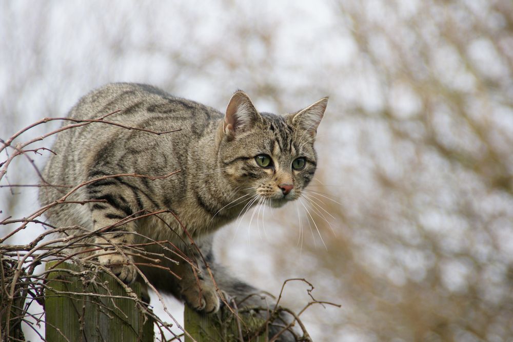 Besuch im meinen Garten Foto & Bild | tiere, haustiere, katzen Bilder auf fotocommunity