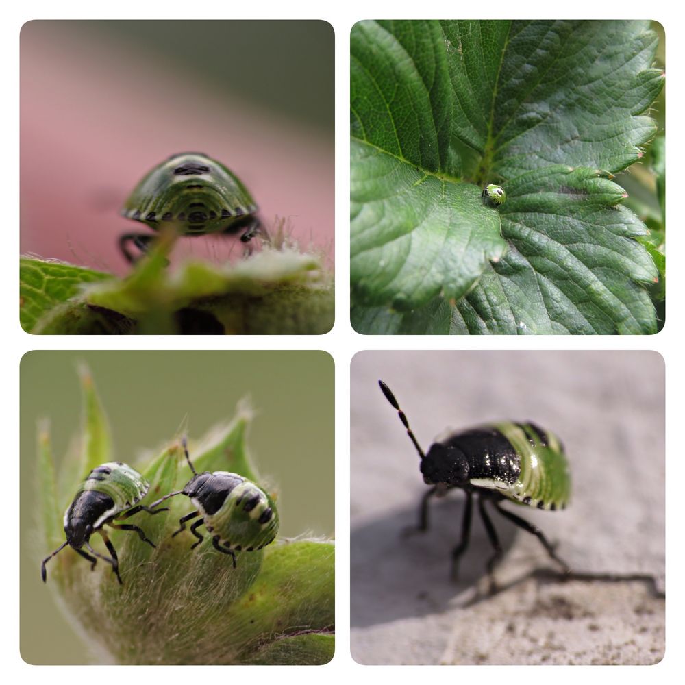 Besucher auf meinem Balkon Foto & Bild | natur, insekten, tiere Bilder ...