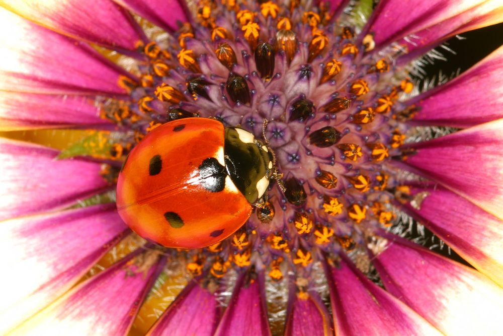 Besucher der Foto & Bild | fotos, rot, makro Bilder auf fotocommunity