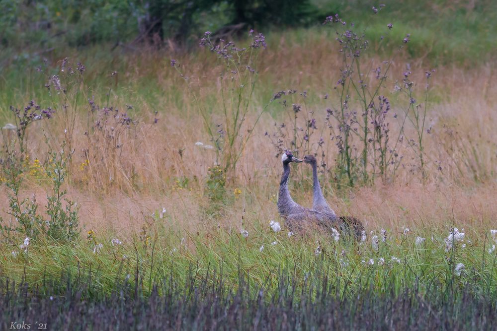 Besucher im Moor Foto & Bild | tiere, wildlife, wild lebende vögel ...
