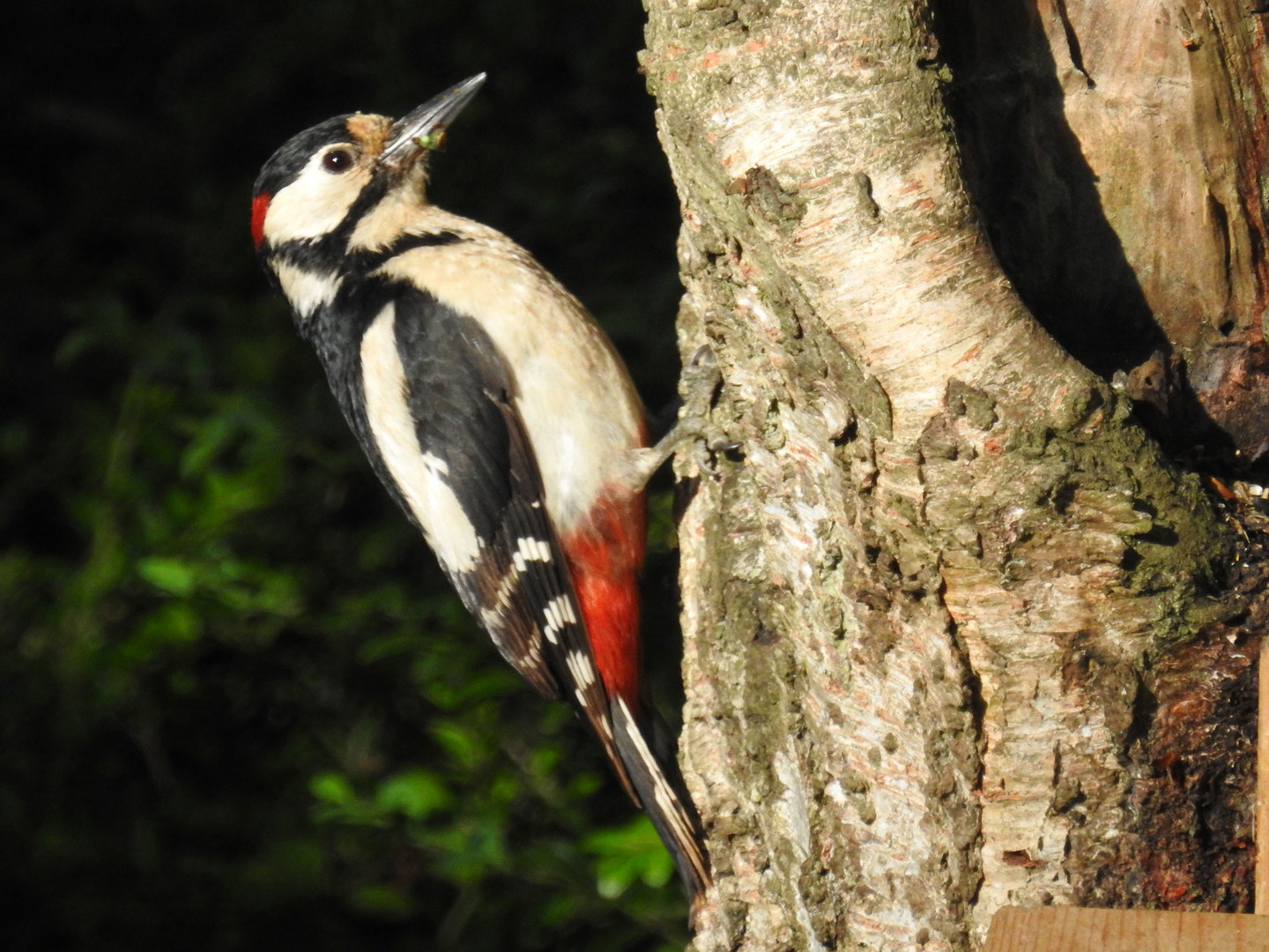 Besucher meiner Fütterung: Der Buntspecht Foto & Bild | natur, tiere ...
