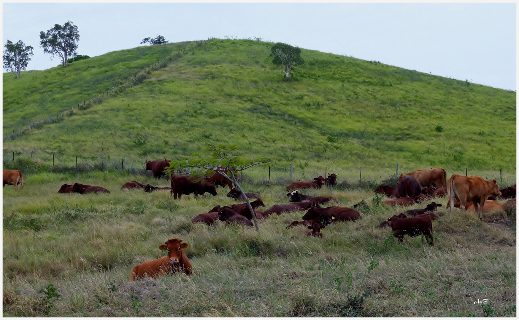 Bétail calédonien photo et image | animaux, animaux domestiques, les ...