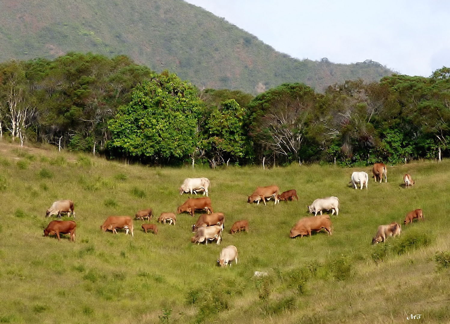Bétail heureux photo et image | australia & oceania, oceania, animaux ...
