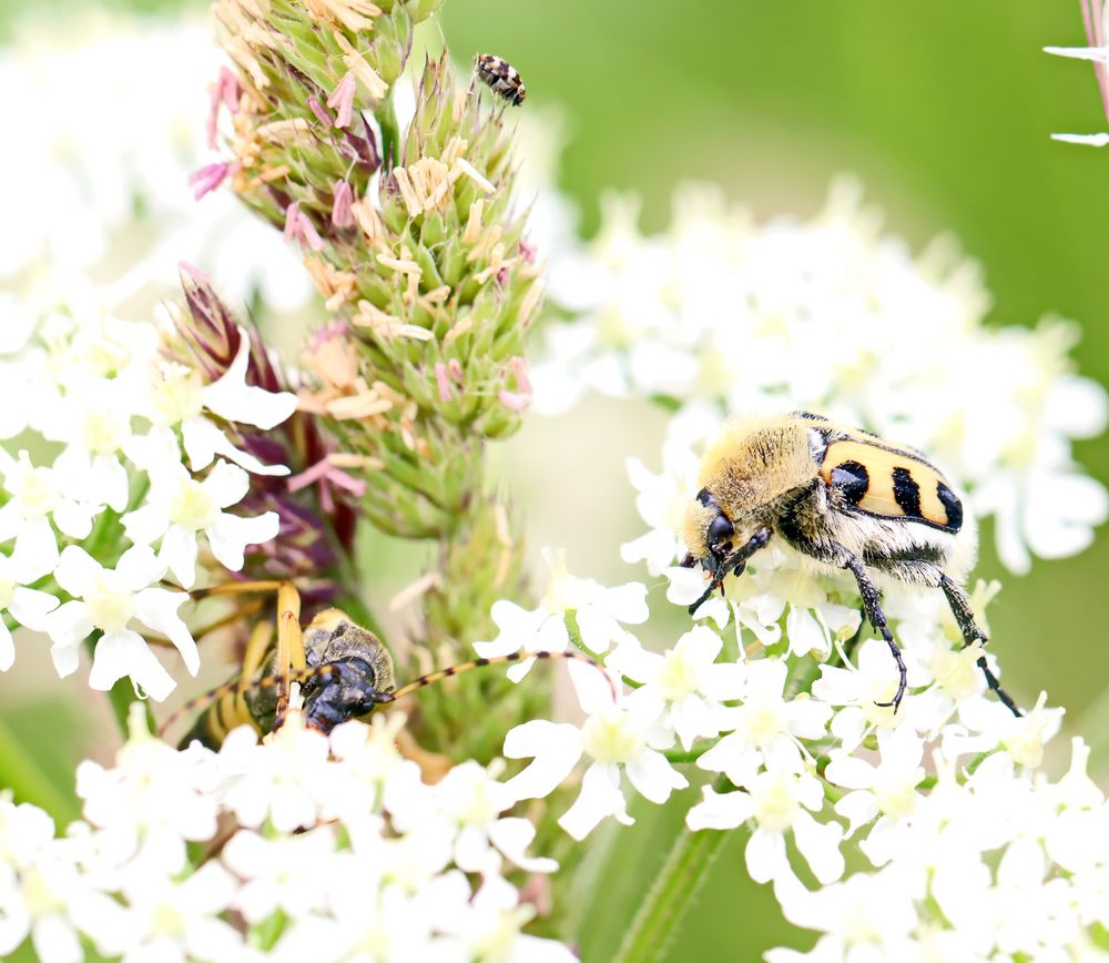 Betrieb auf Blüte und Gräser :-) Foto & Bild | natur, insekten, tiere ...