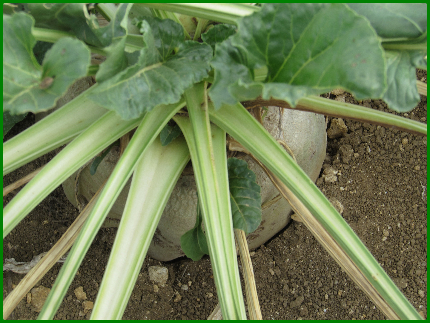 ..Betterave à sucre, la récolte commence.. photo et image | divers, les ...