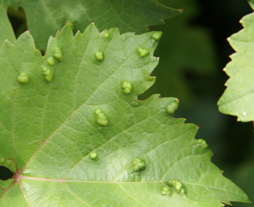 Beulenpest Foto & Bild | sonstiges, ge- zerstörte natur, natur Bilder ...