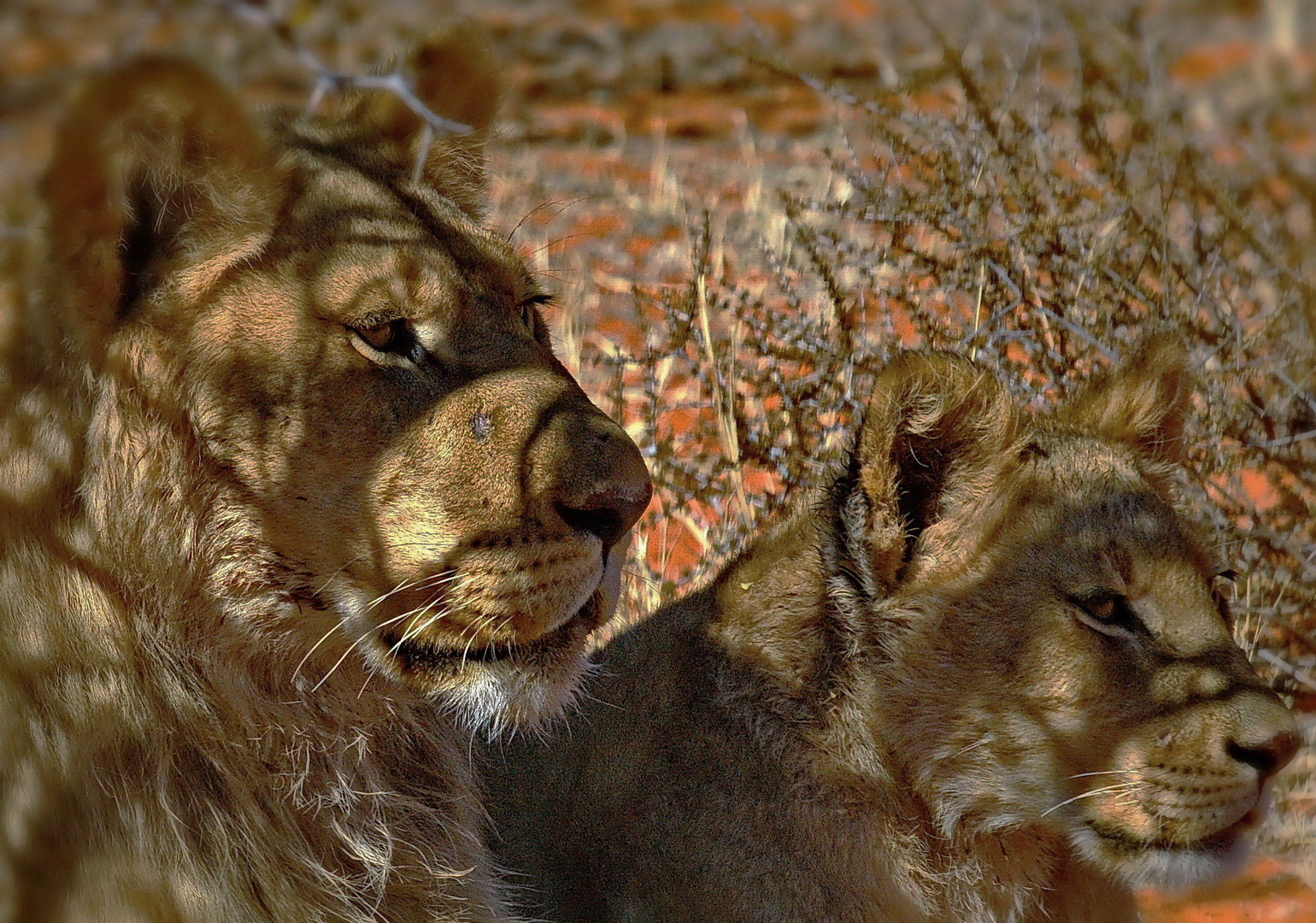 Beute! Foto & Bild | natur, tiere, wildlife Bilder auf fotocommunity