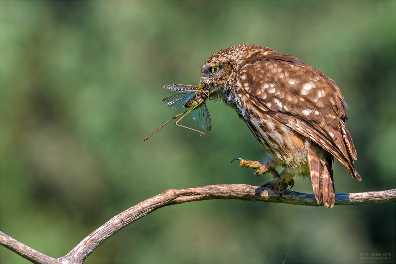 Beute Foto & Bild | natur, vogel, tiere Bilder auf fotocommunity