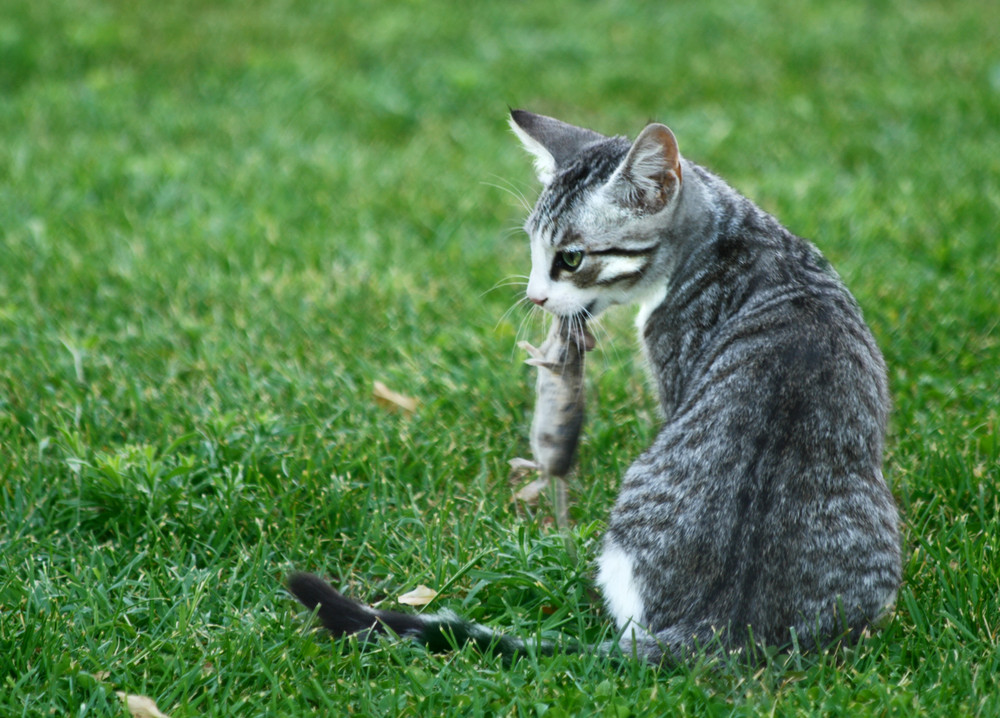*Beute* Foto & Bild | tiere, haustiere, katzen Bilder auf fotocommunity