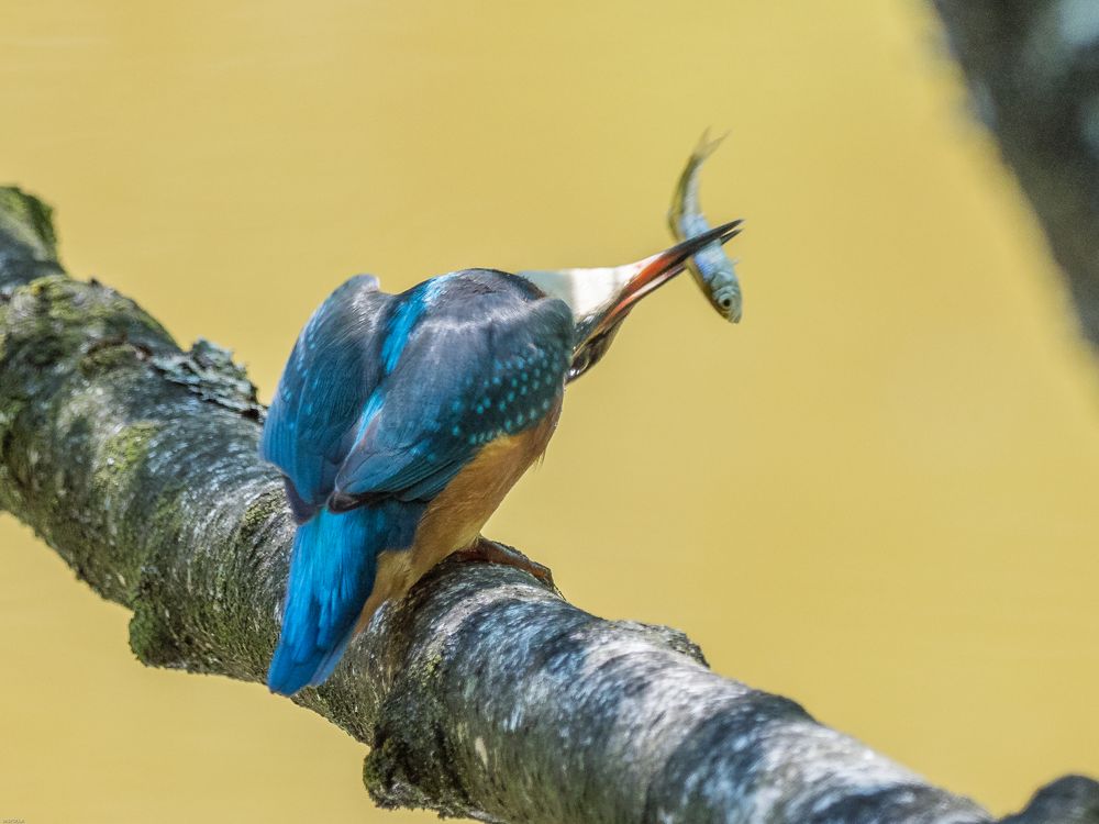 Beute... Foto & Bild | tiere, wildlife, wild lebende vögel Bilder auf ...